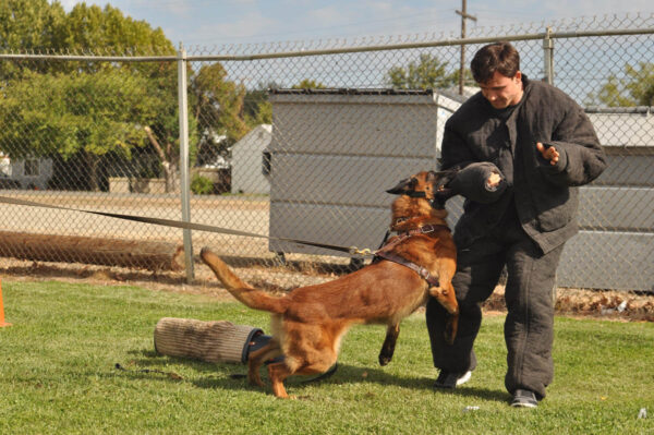 dog_training_los_angeles_sacramento_26 - Royal Dog Academy dog_training_los_angeles_sacramento_26 - Royal Dog Academy